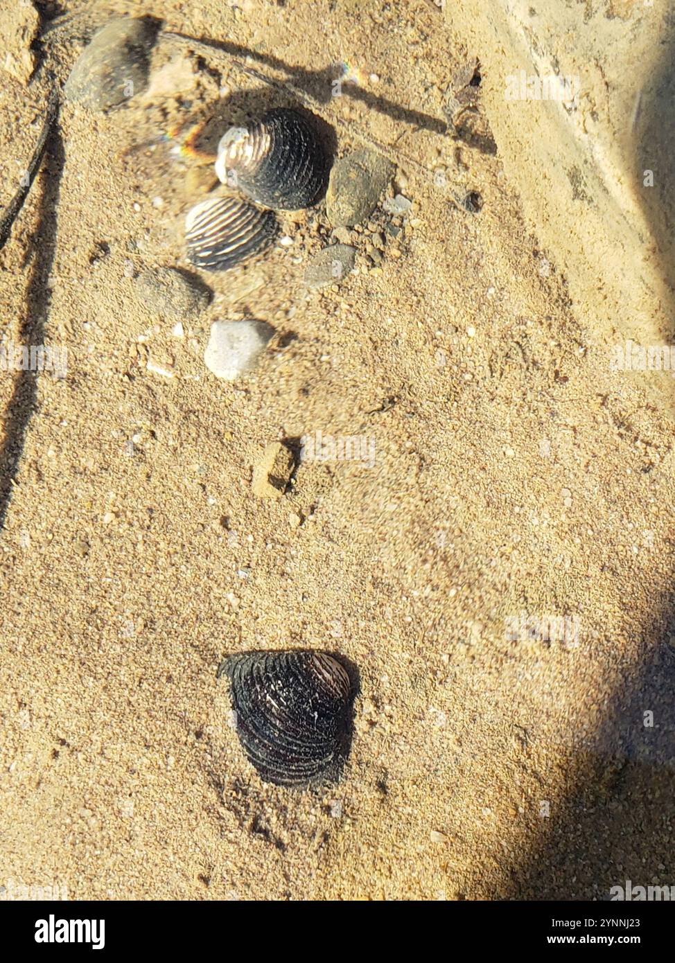 Asian Clam (Corbicula fluminea Stock Photo - Alamy