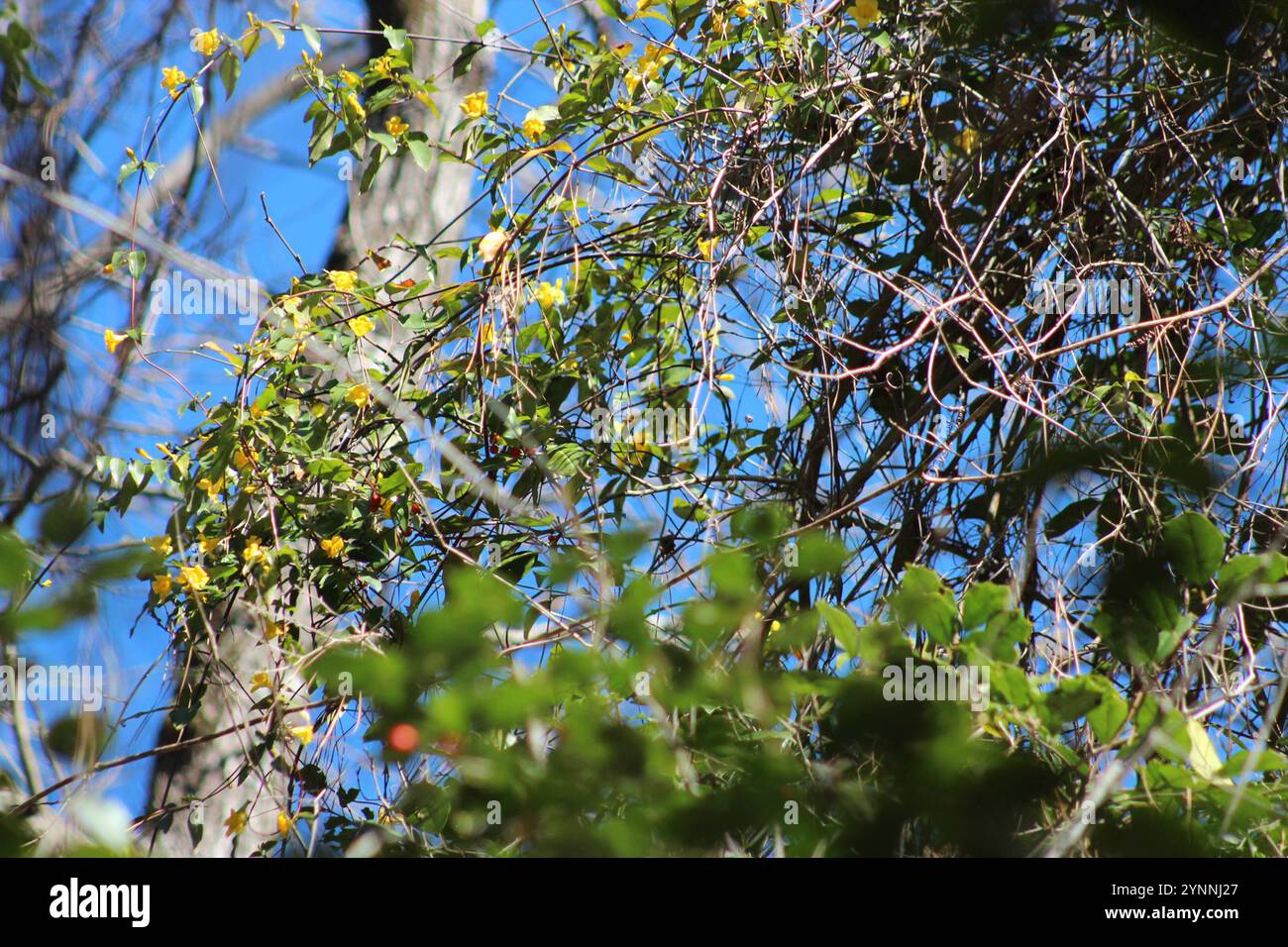 yellow jessamine (Gelsemium sempervirens Stock Photo - Alamy