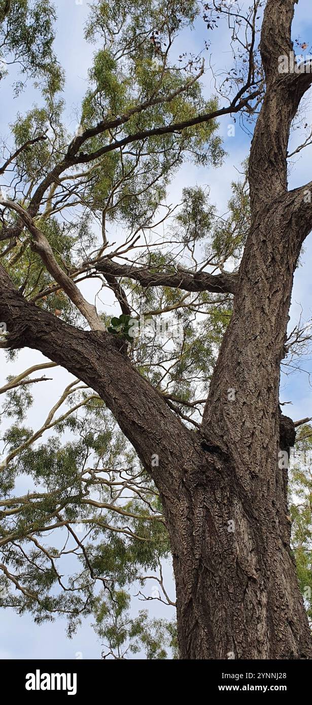 Port Jackson fig (Ficus rubiginosa Stock Photo - Alamy