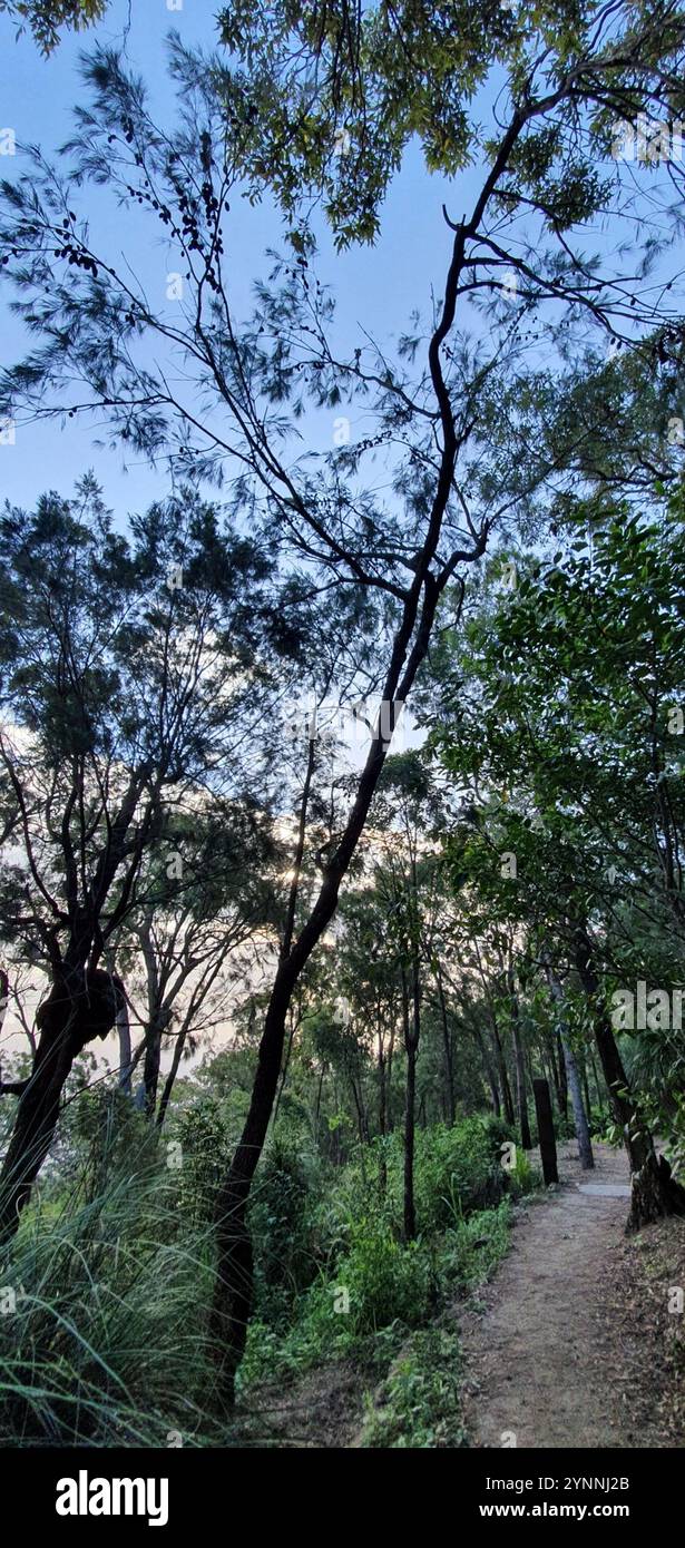 Sheoak forest hi-res stock photography and images - Alamy