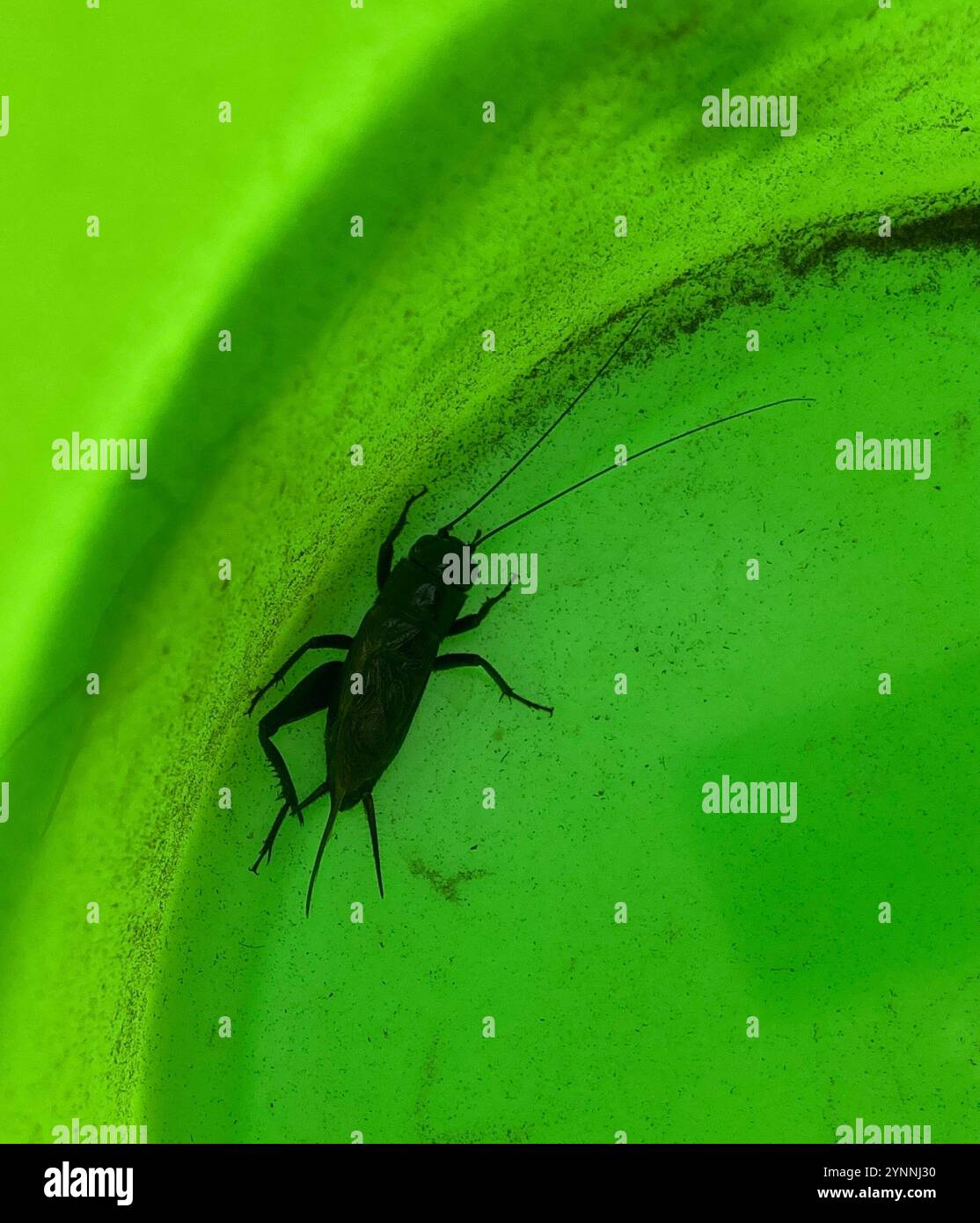 Teleogryllus hi-res stock photography and images - Alamy