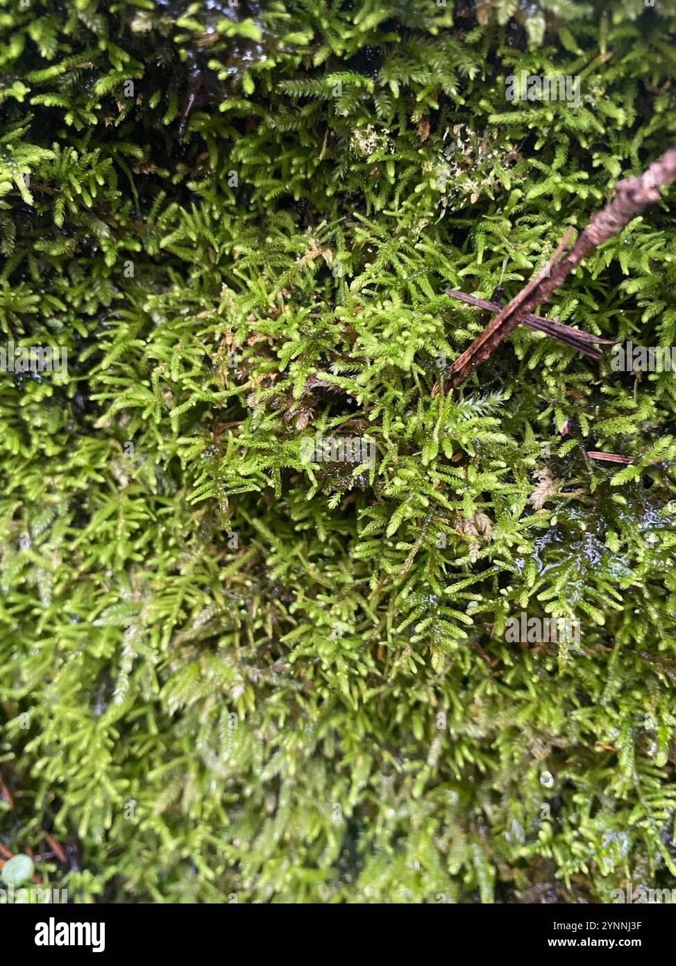 crispleaf roughmoss (Claopodium crispifolium Stock Photo - Alamy