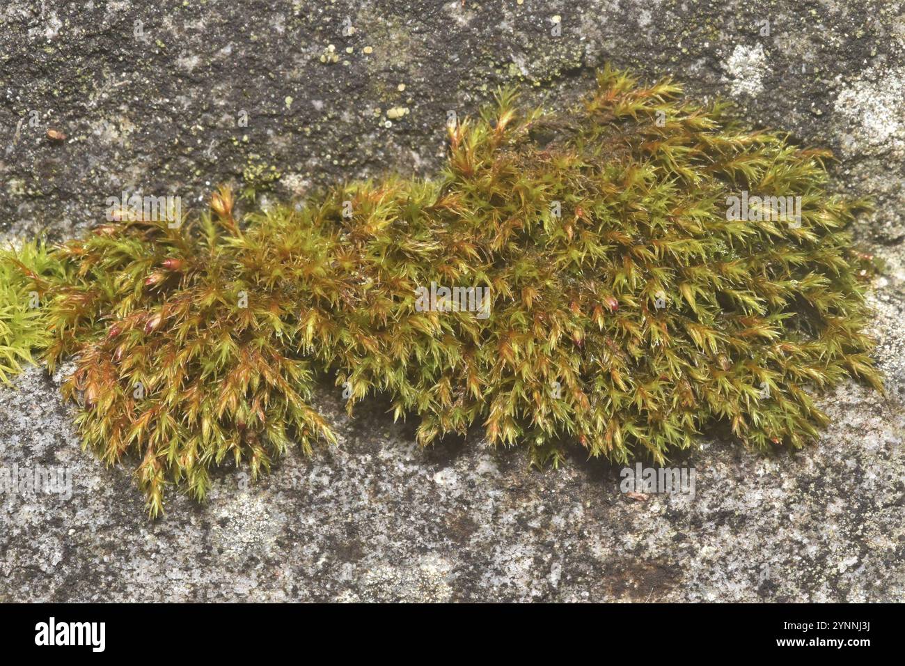 Papillose Bloom Moss (Schistidium papillosum Stock Photo - Alamy