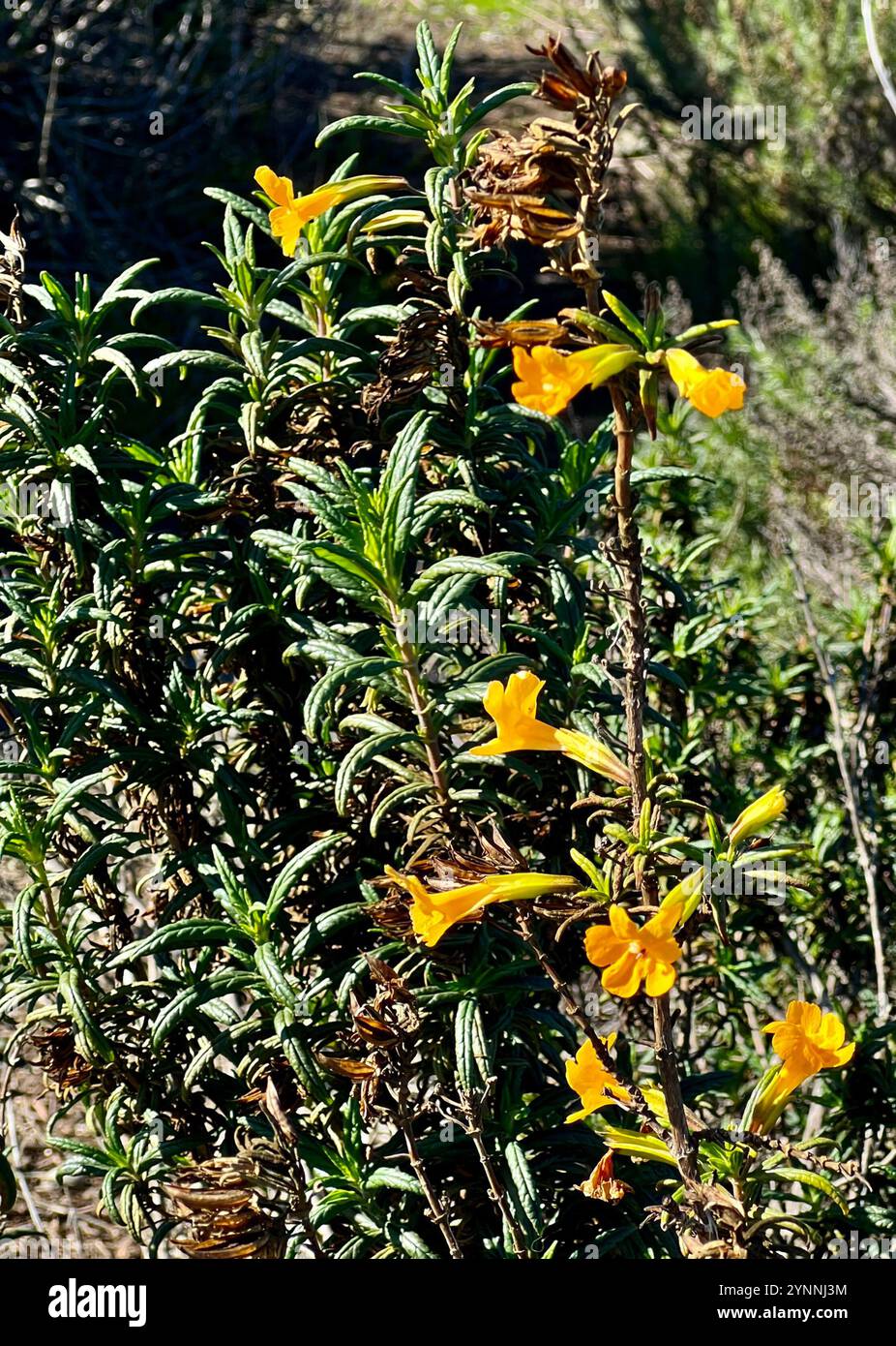 orange bush monkeyflower (Diplacus aurantiacus Stock Photo - Alamy