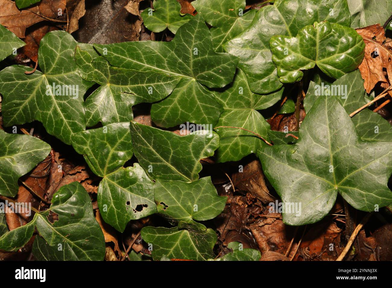 common ivy (Hedera helix Stock Photo - Alamy