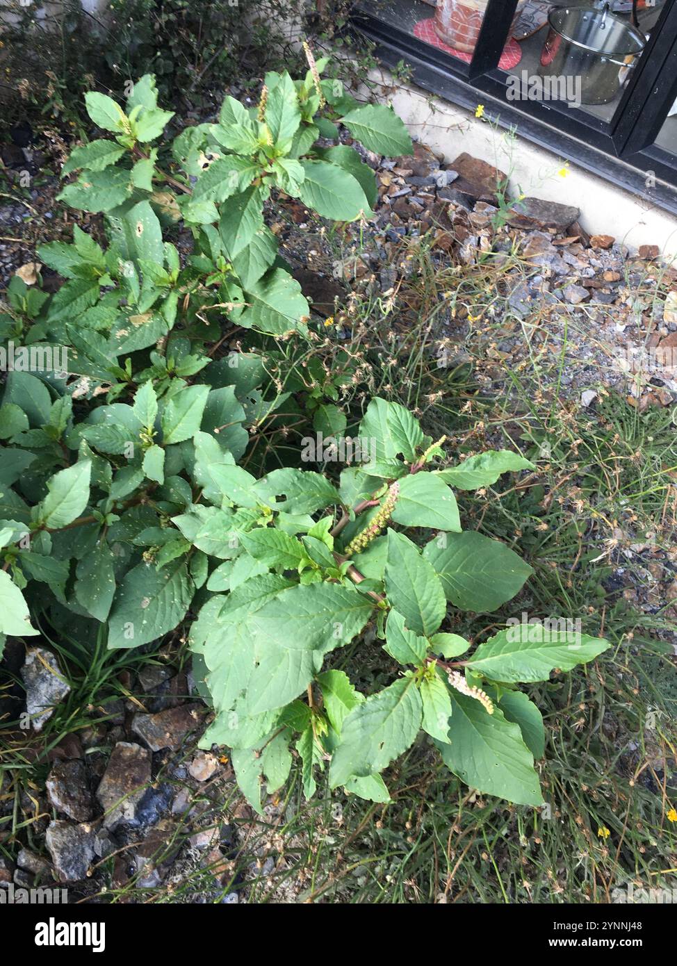 Inkweed hi-res stock photography and images - Alamy