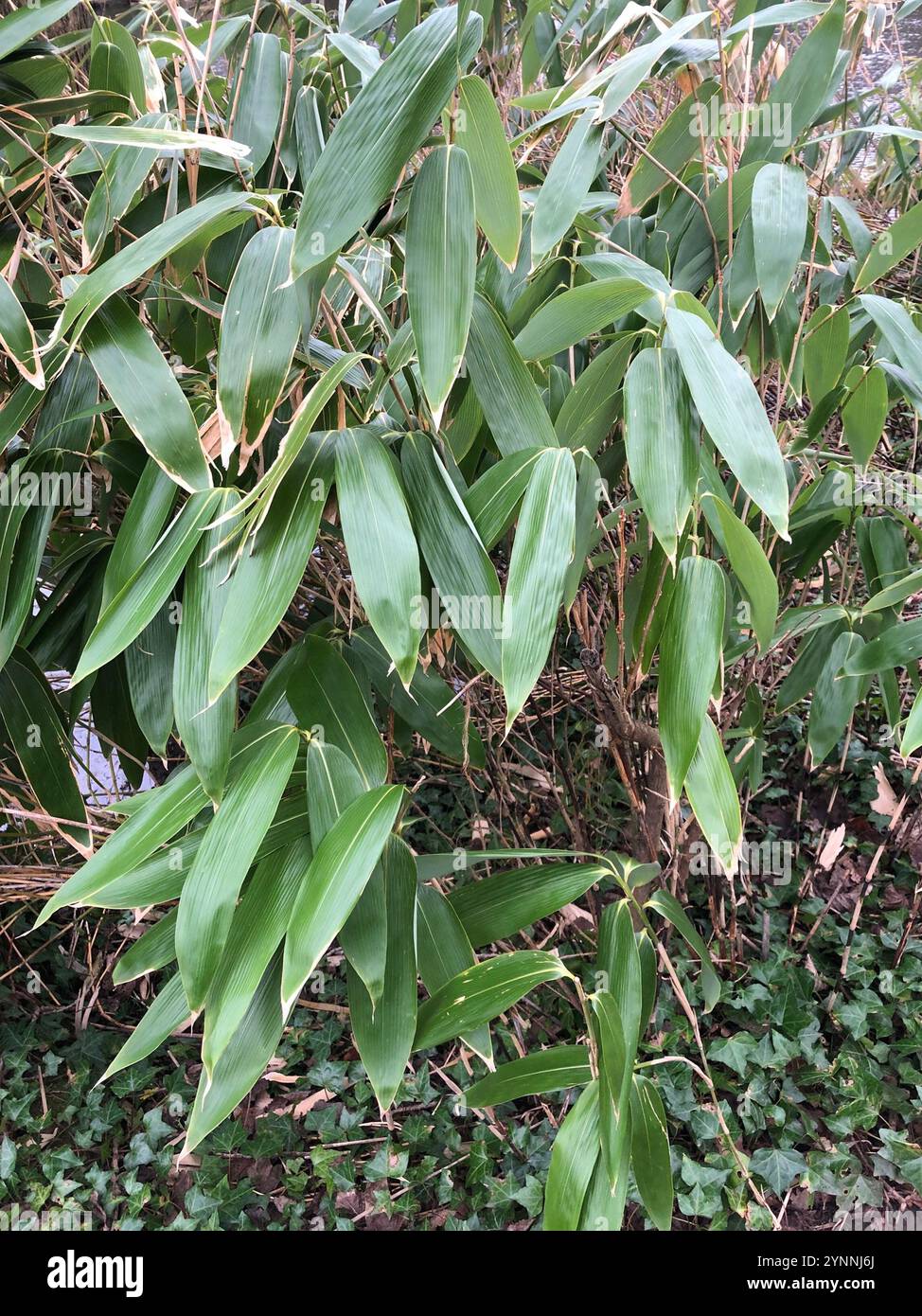Broad leaved bamboo hi-res stock photography and images - Alamy