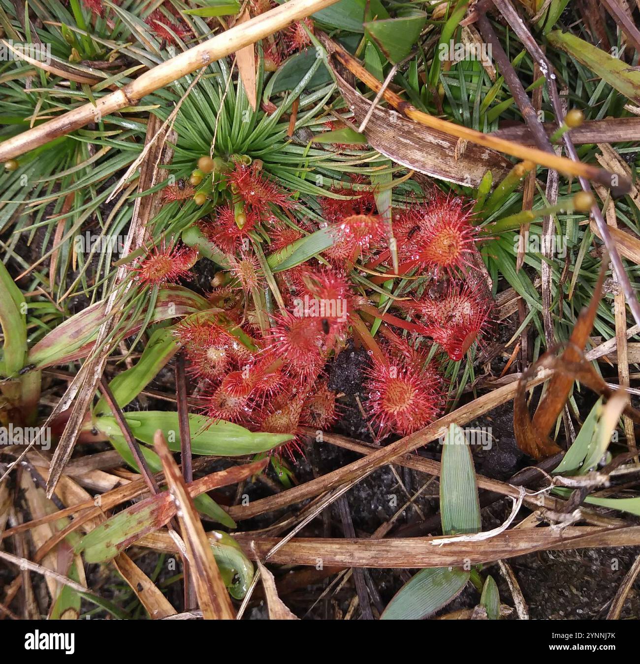 Pink Sundew (Drosera capillaris Stock Photo - Alamy