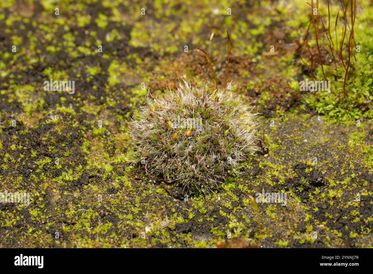 Wall Screw-moss (Tortula muralis Stock Photo - Alamy