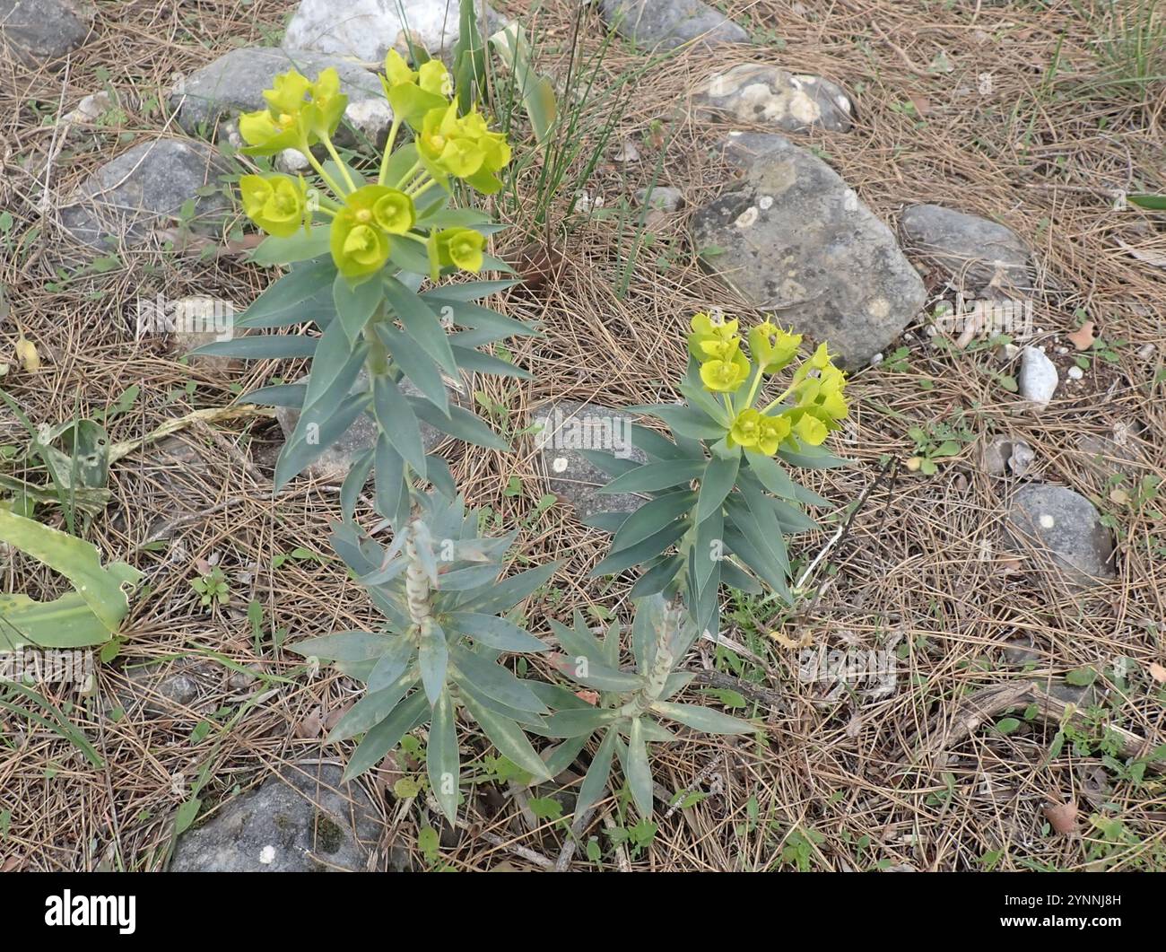 Gopher plant (Euphorbia rigida Stock Photo - Alamy