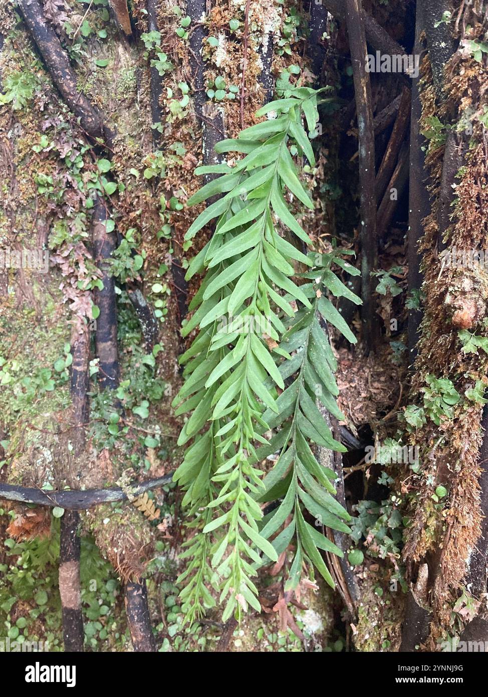 Tmesipteris hi-res stock photography and images - Alamy