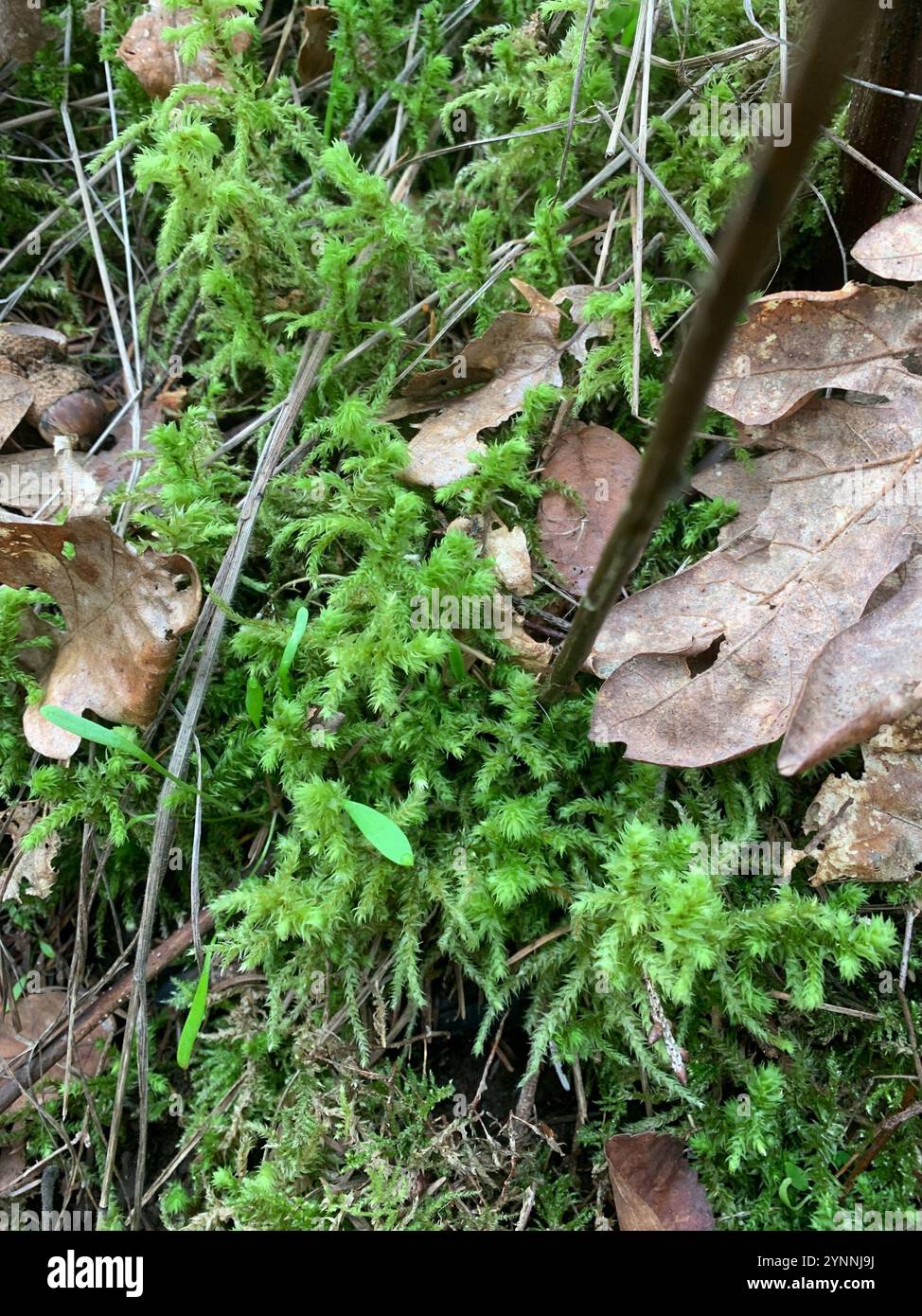 rough goose neck moss (Hylocomiadelphus triquetrus Stock Photo - Alamy