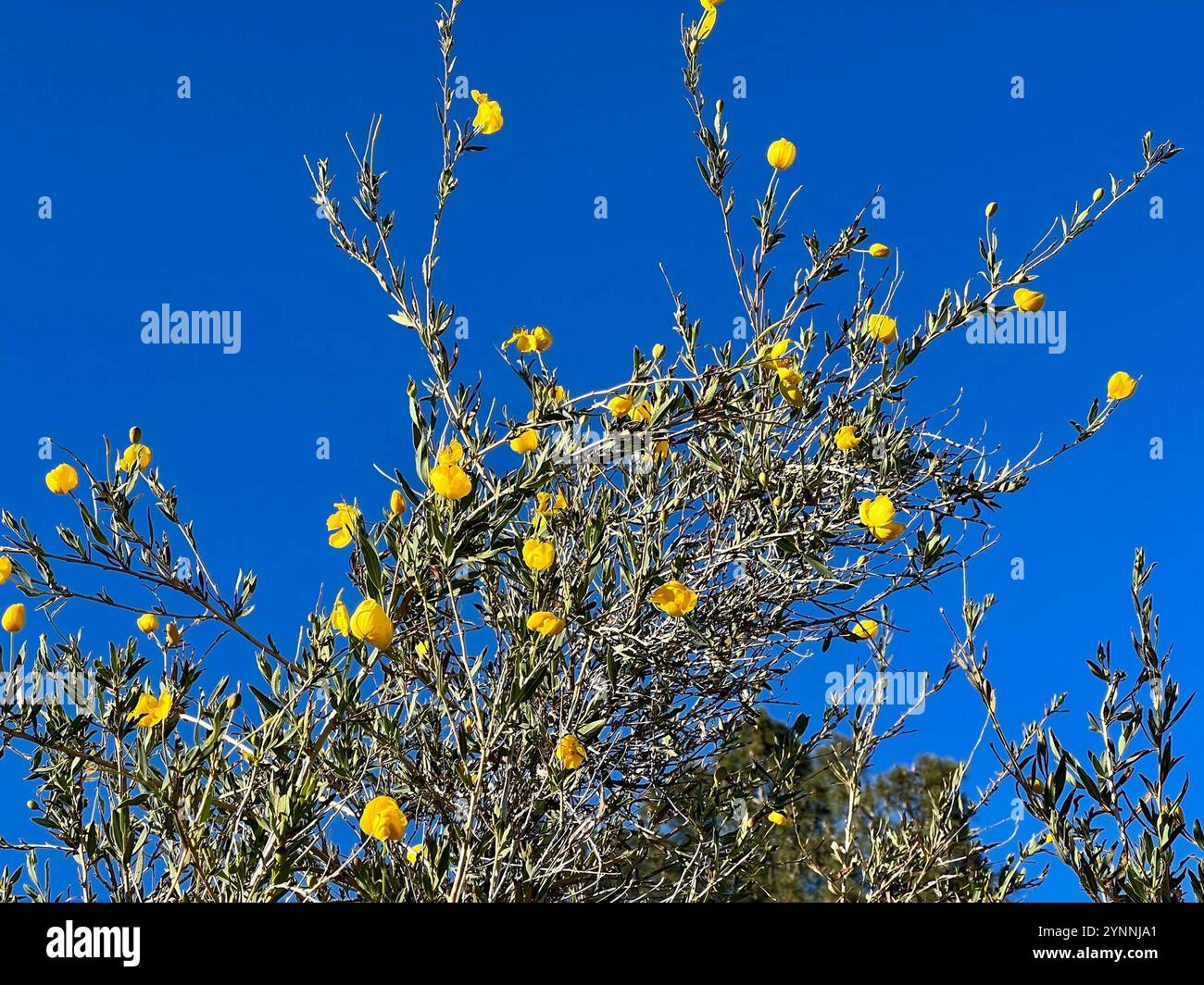 Bush Poppy (Dendromecon rigida Stock Photo - Alamy