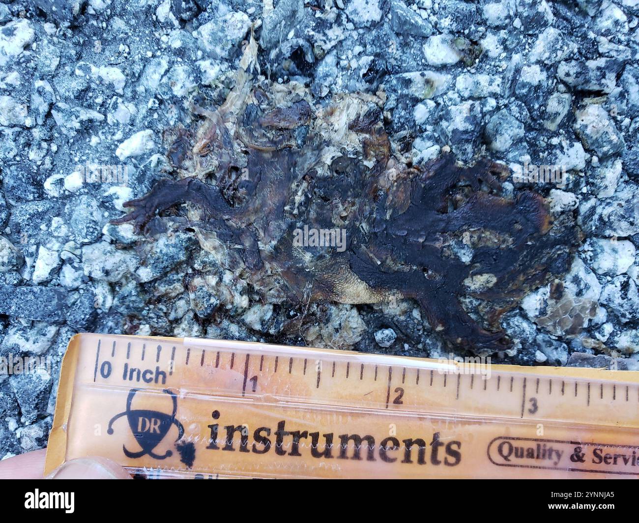 Pacific Newts (Taricha Stock Photo - Alamy