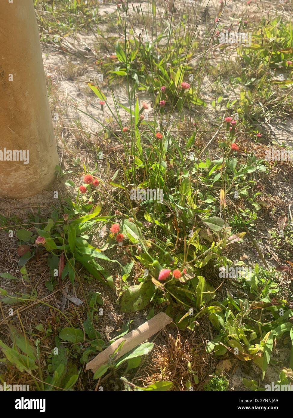 Red Tasselflower (Emilia fosbergii Stock Photo - Alamy