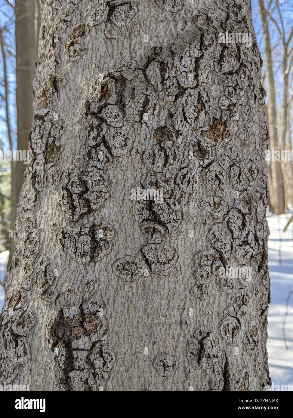 Beech Bark Canker Fungus (Neonectria faginata Stock Photo - Alamy