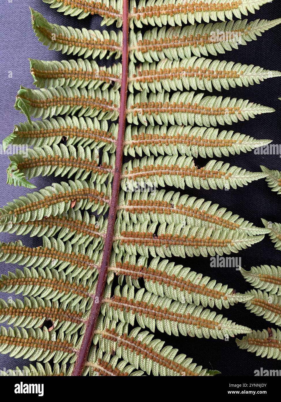 Alsophila Ferns (Alsophila Stock Photo - Alamy
