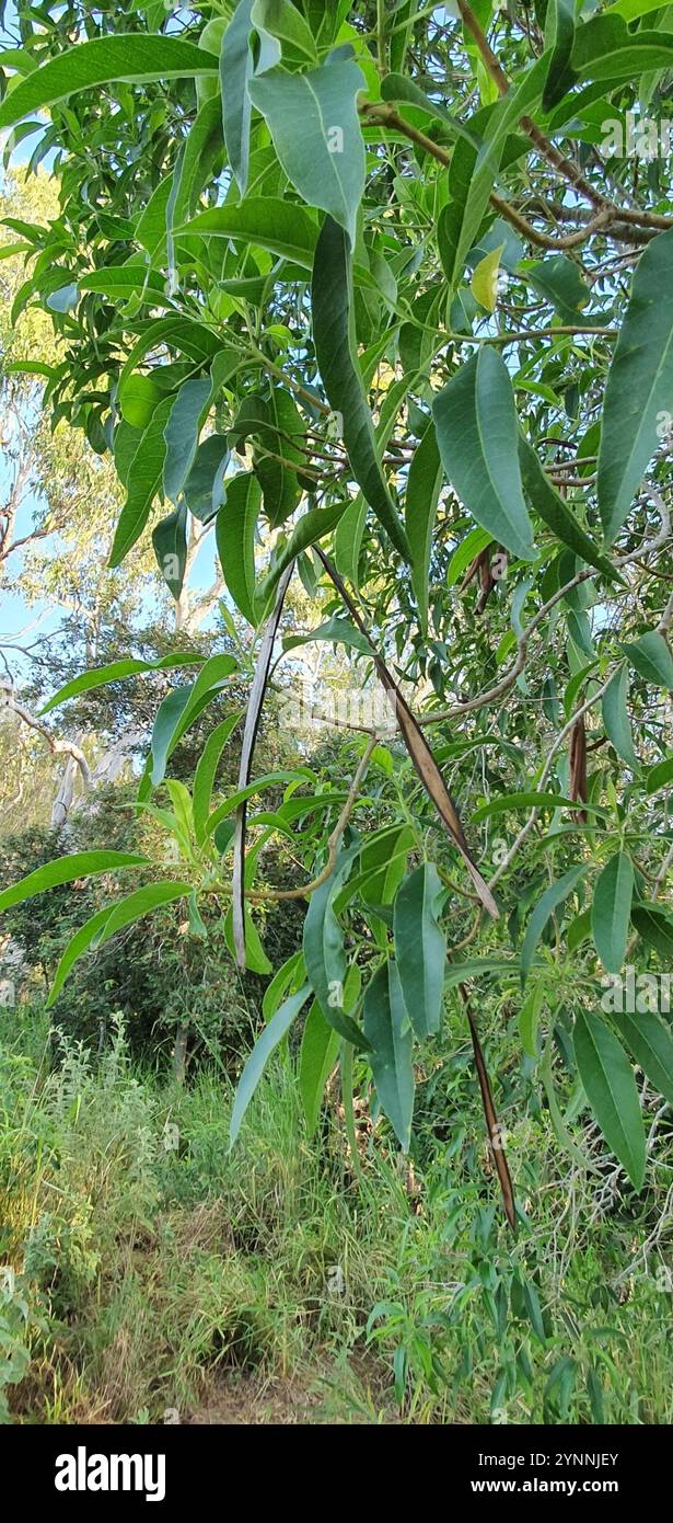 Bitterbark (Alstonia constricta Stock Photo - Alamy