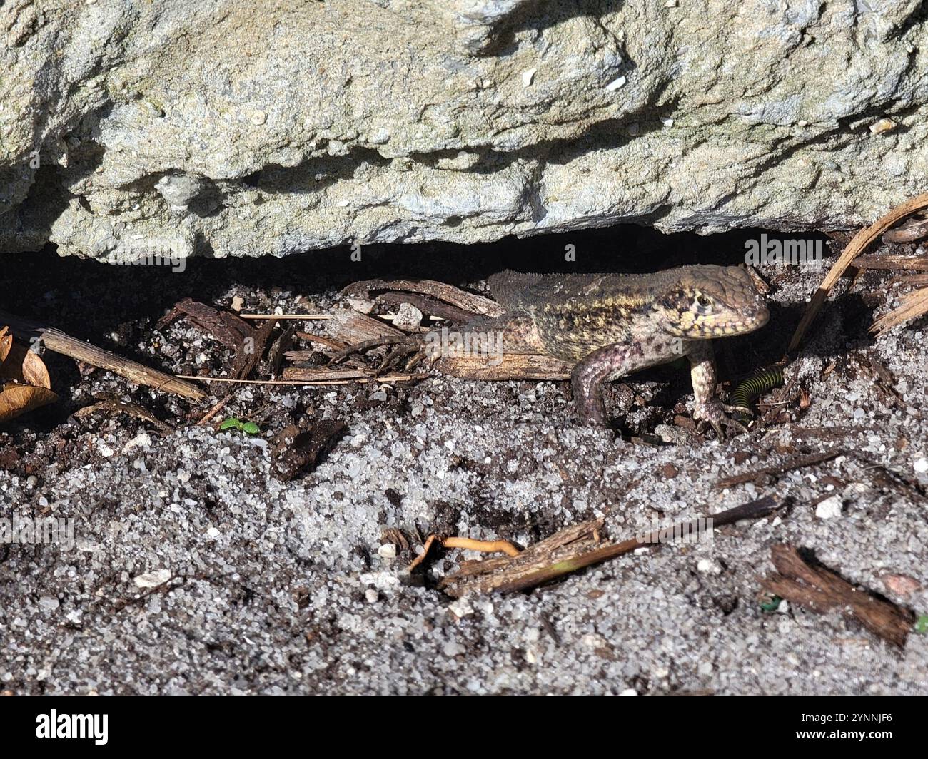 Northern Curly-tailed Lizard (Leiocephalus carinatus Stock Photo - Alamy