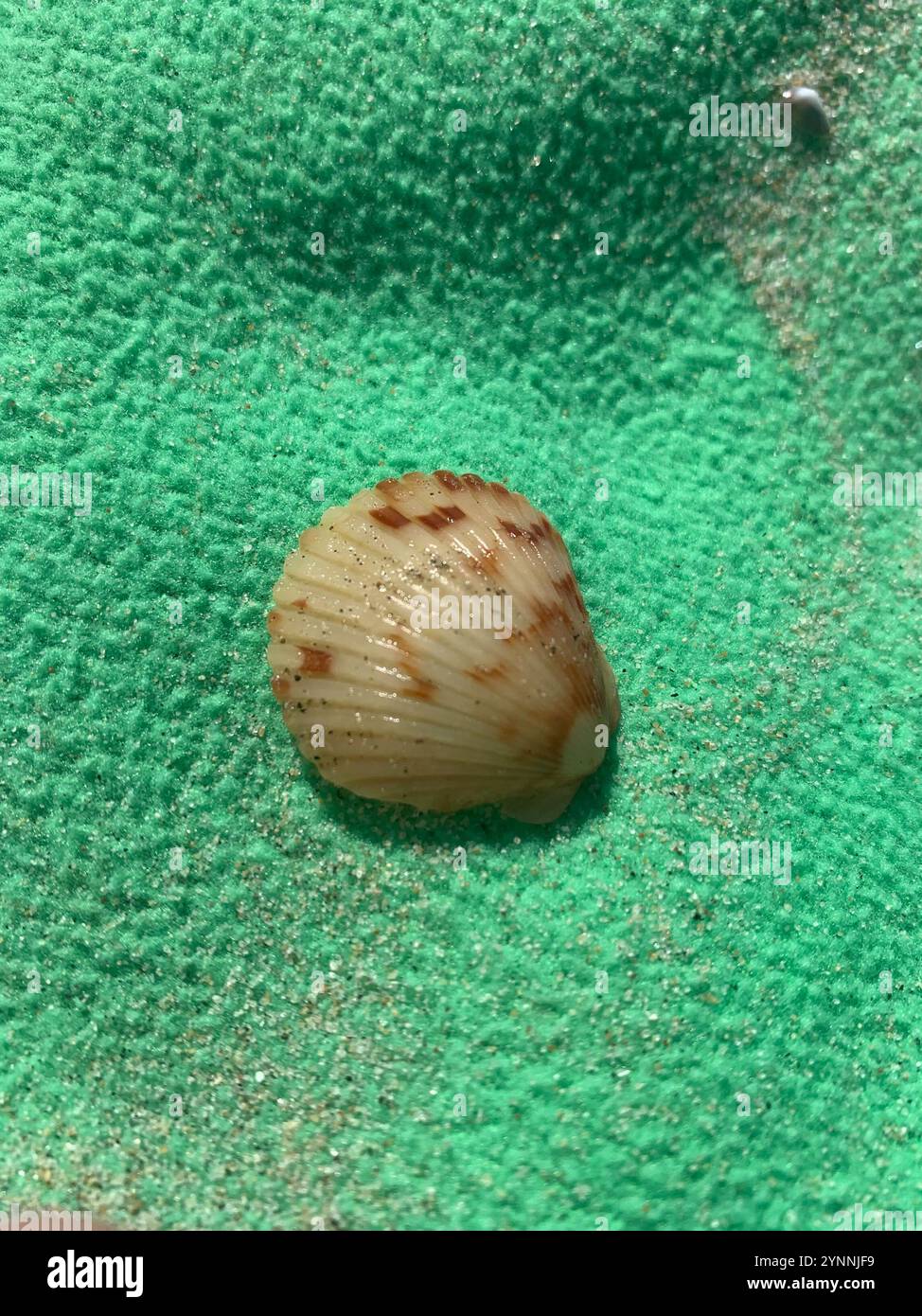 Pacific Calico Scallop (Argopecten ventricosus Stock Photo - Alamy