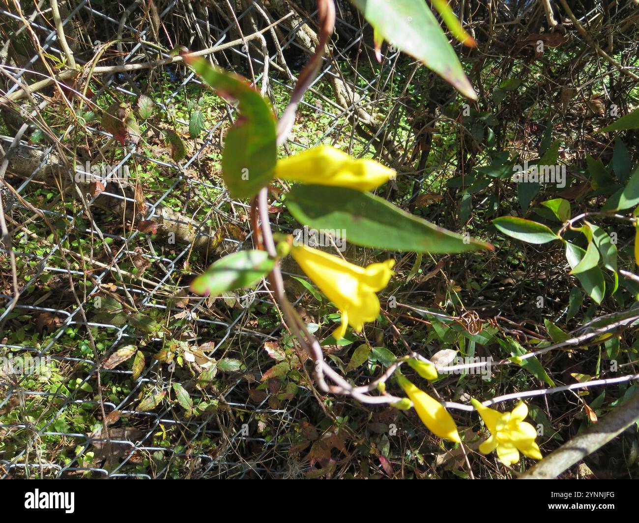 yellow jessamine (Gelsemium sempervirens Stock Photo - Alamy