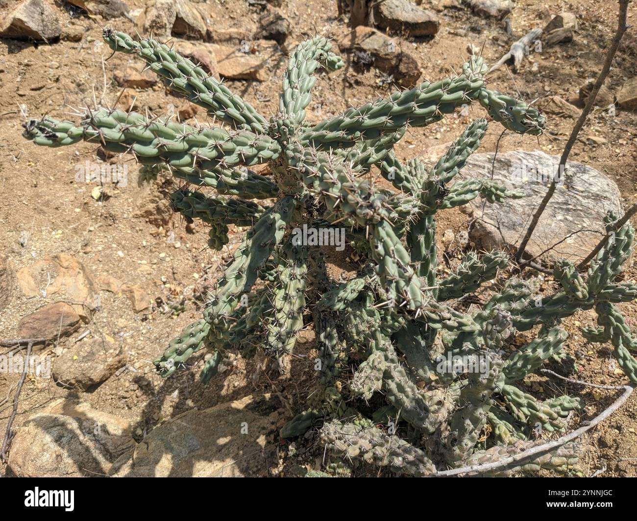 Chain-link Cholla (Cylindropuntia cholla Stock Photo - Alamy