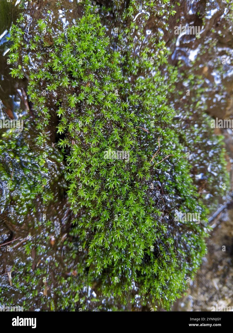 transparent fork-moss (Dichodontium pellucidum Stock Photo - Alamy
