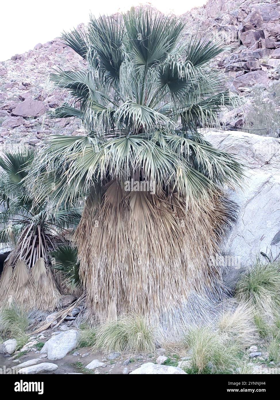 California fan palm (Washingtonia filifera Stock Photo - Alamy