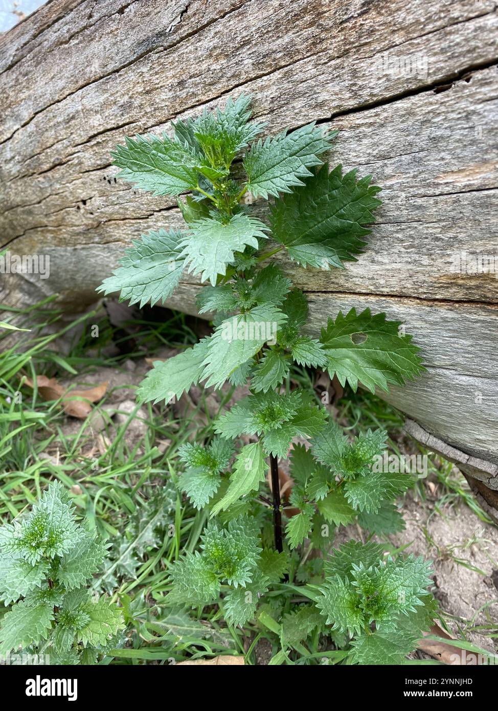 Dwarf Nettle (Urtica urens Stock Photo - Alamy