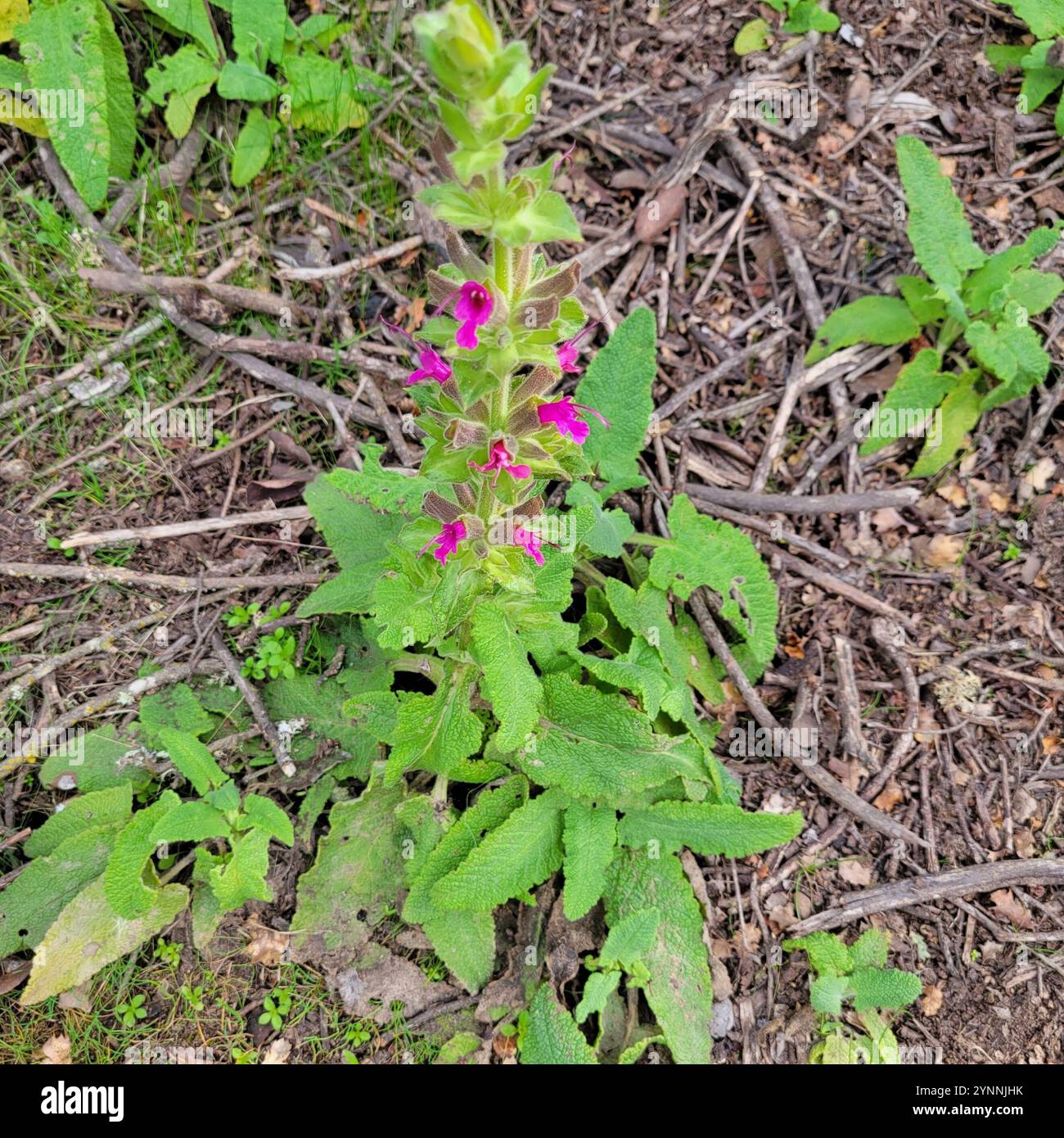 Hummingbird Sage (Salvia spathacea Stock Photo - Alamy