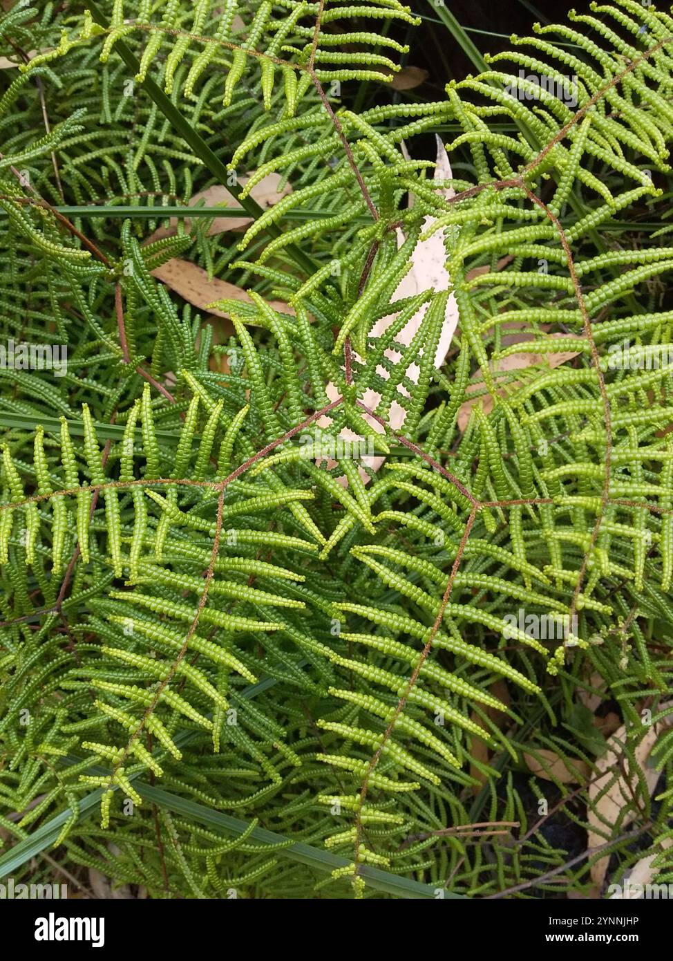 scrambling coral-fern (Gleichenia microphylla Stock Photo - Alamy