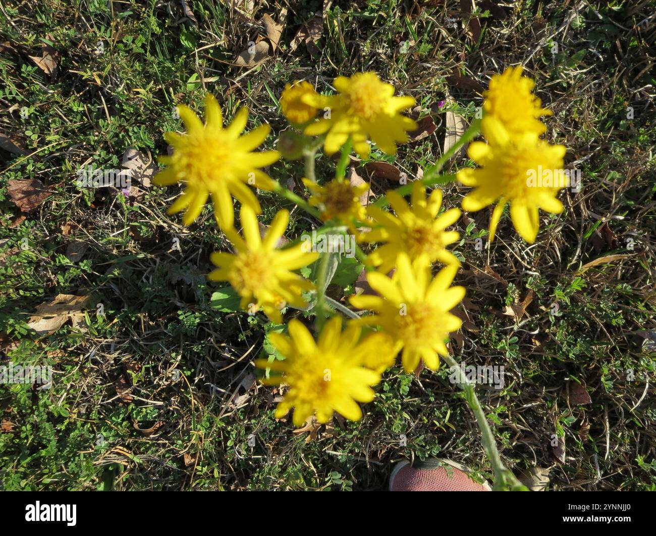 woolly ragwort (Packera dubia Stock Photo - Alamy