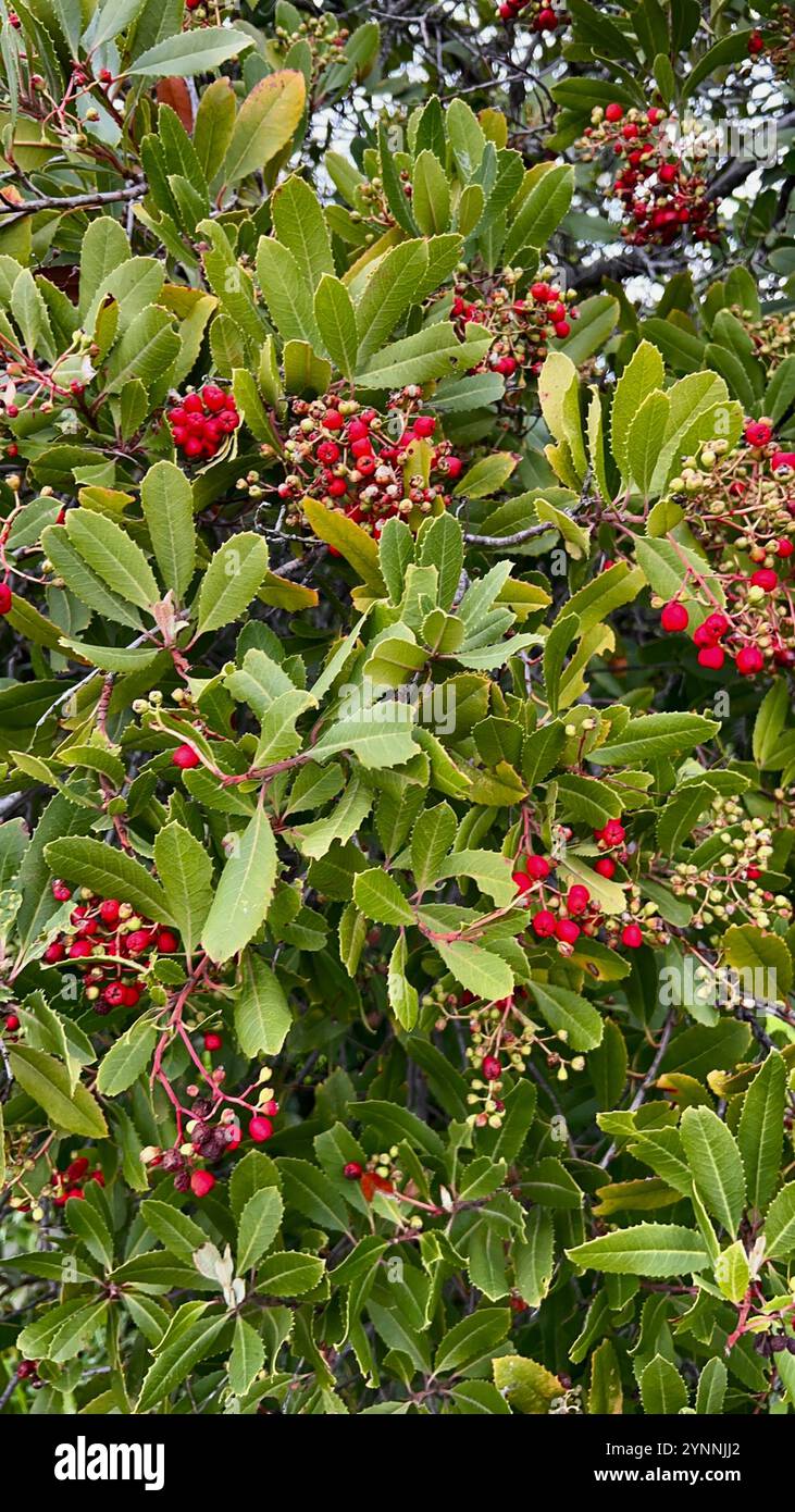 Toyon (Heteromeles arbutifolia Stock Photo - Alamy
