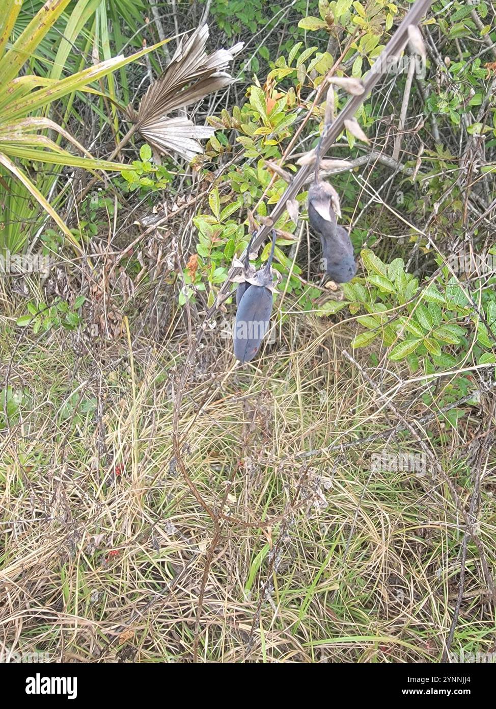Showy Rattlebox (Crotalaria spectabilis Stock Photo - Alamy