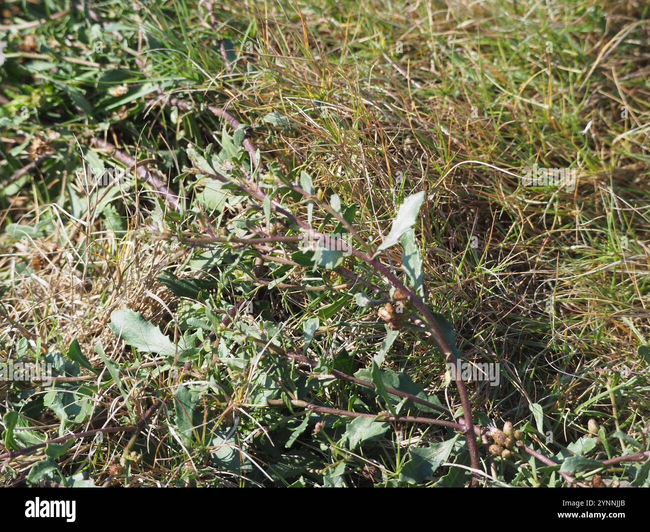 Pteropoda hi-res stock photography and images - Alamy