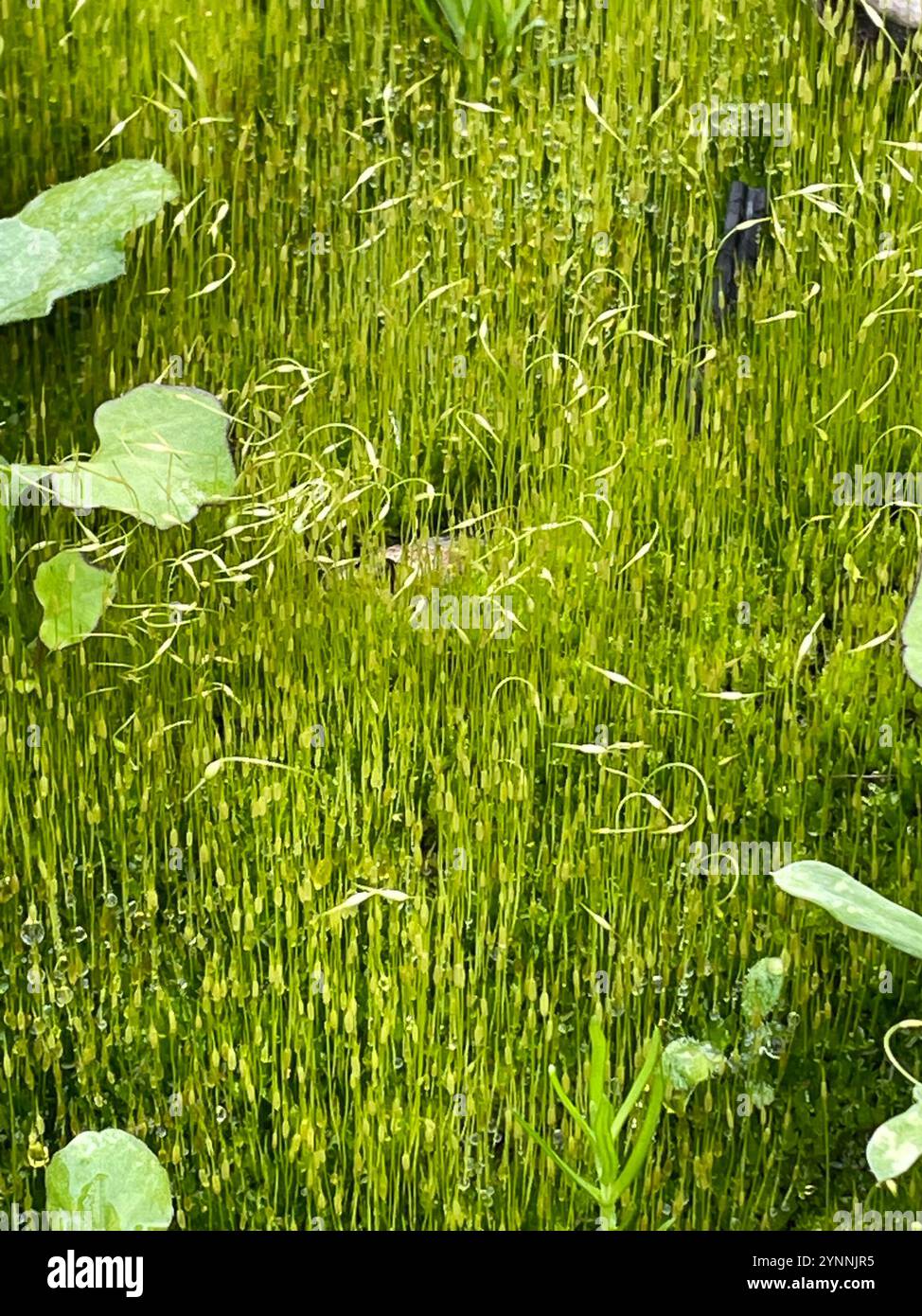 Bonfire moss (Funaria hygrometrica Stock Photo - Alamy