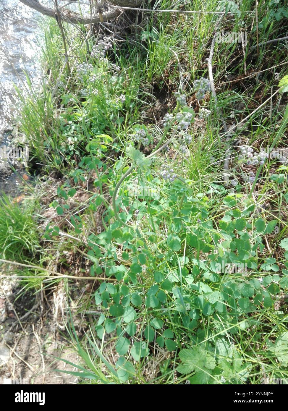 French meadow-rue (Thalictrum aquilegiifolium Stock Photo - Alamy