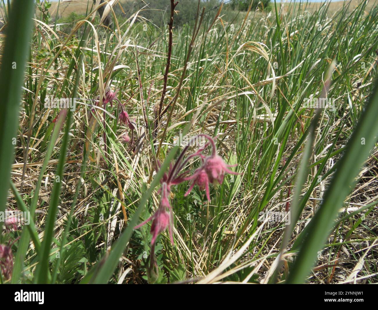 prairie smoke (Geum triflorum Stock Photo - Alamy