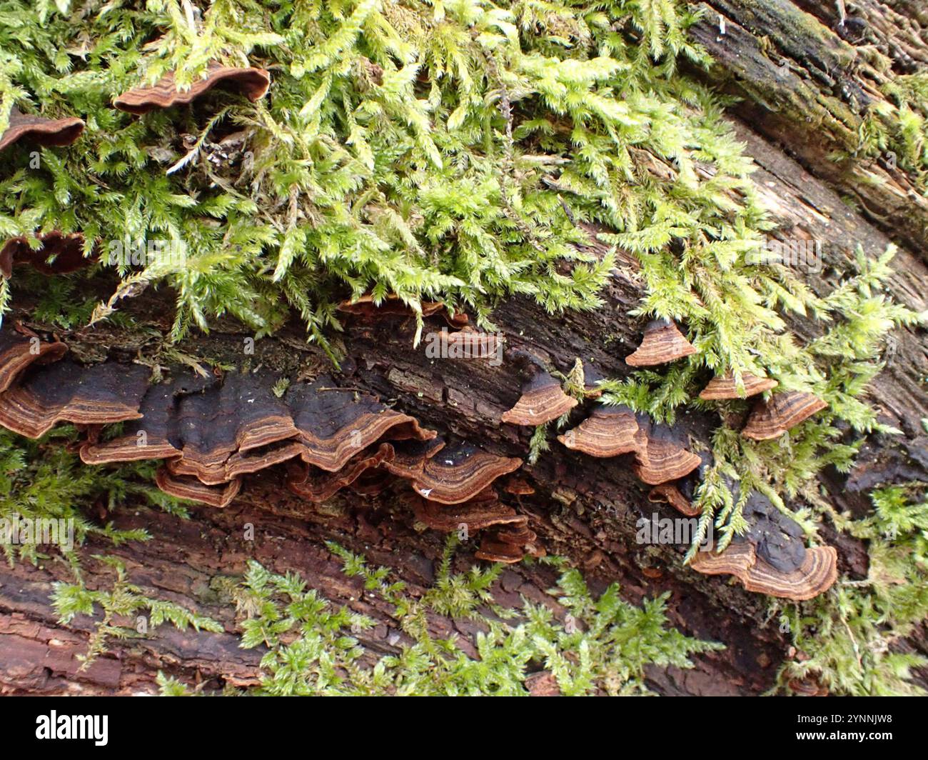 Oak Curtain Crust Fungus (Hymenochaete rubiginosa Stock Photo - Alamy
