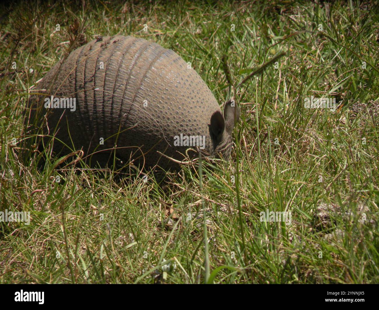 Southern Seven-banded Armadillo (Dasypus septemcinctus hybridus Stock Photo - Alamy
