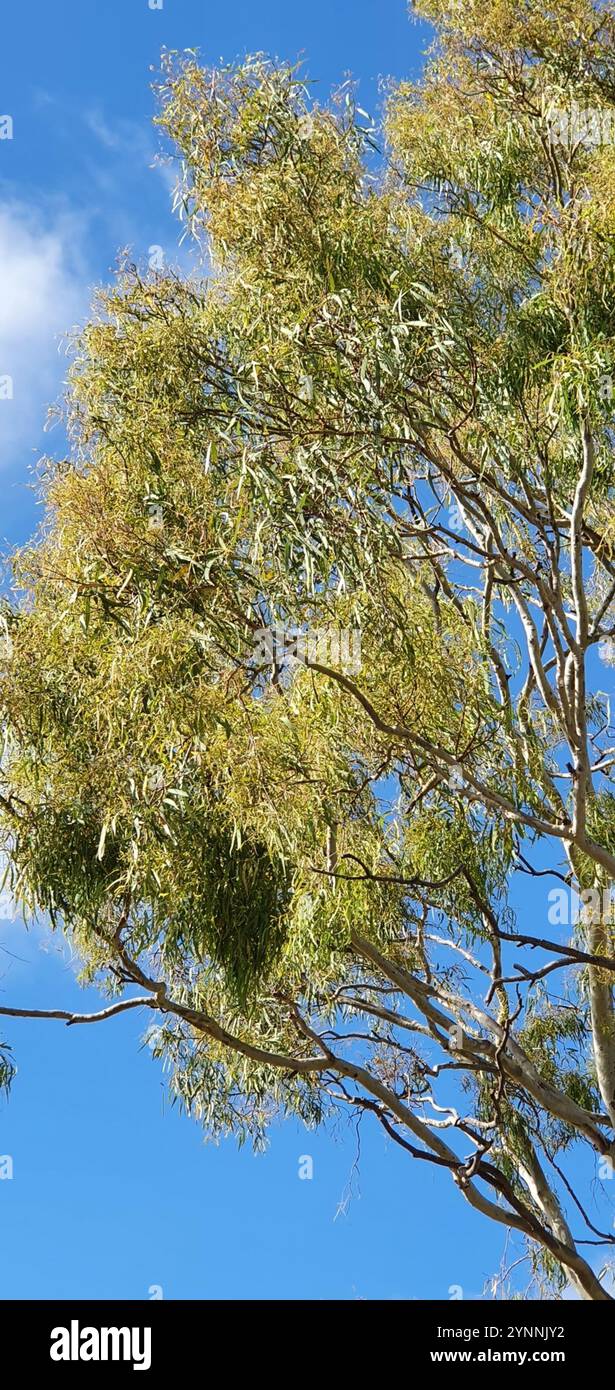 Carbeen (Corymbia tessellaris Stock Photo - Alamy