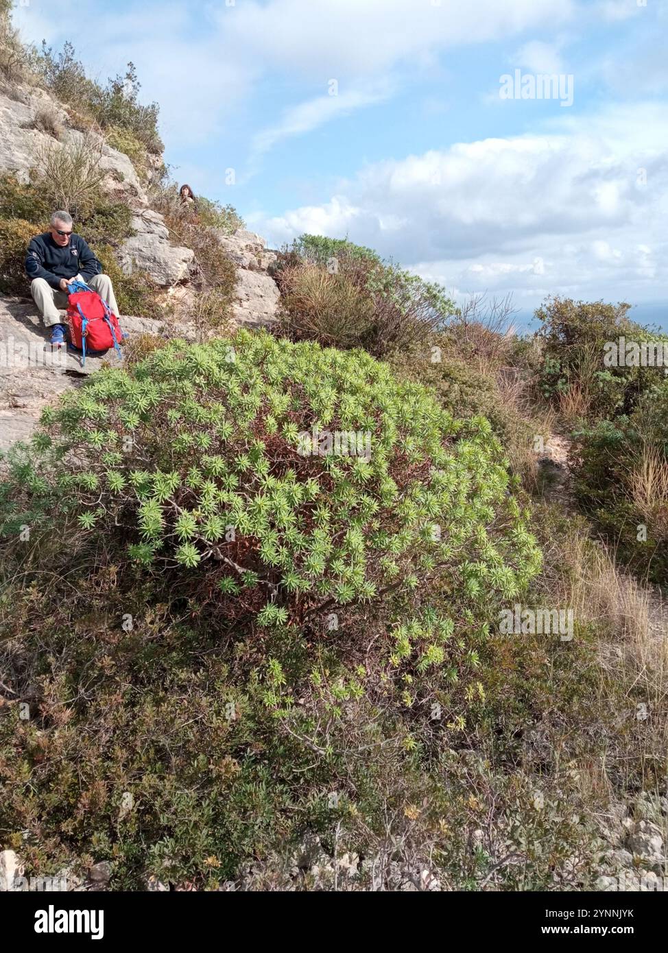 tree spurge (Euphorbia dendroides Stock Photo - Alamy