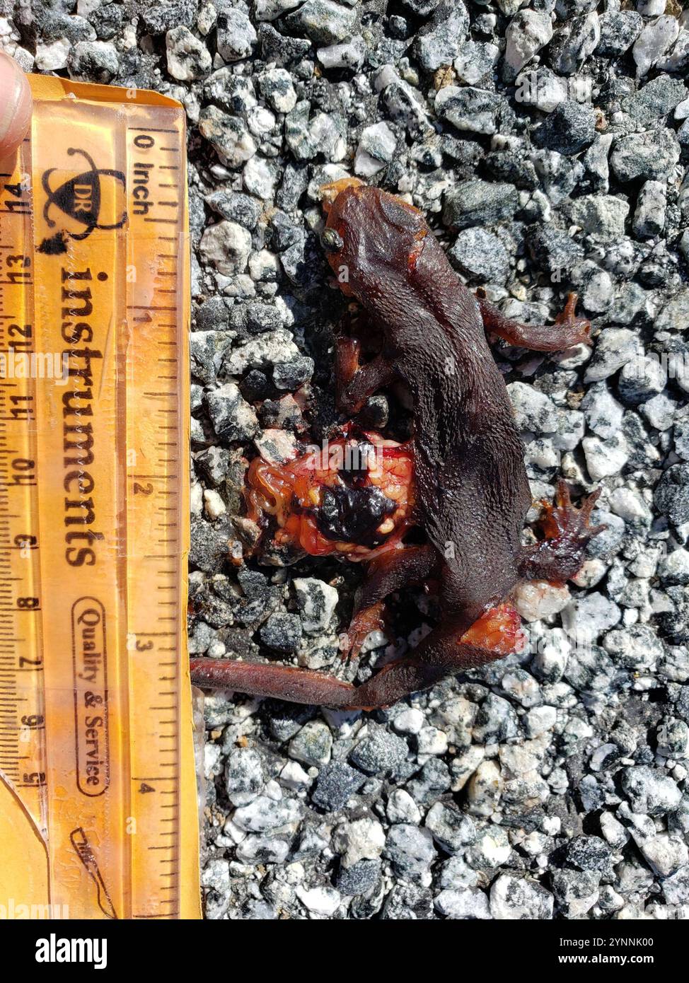 Pacific Newts (Taricha Stock Photo - Alamy