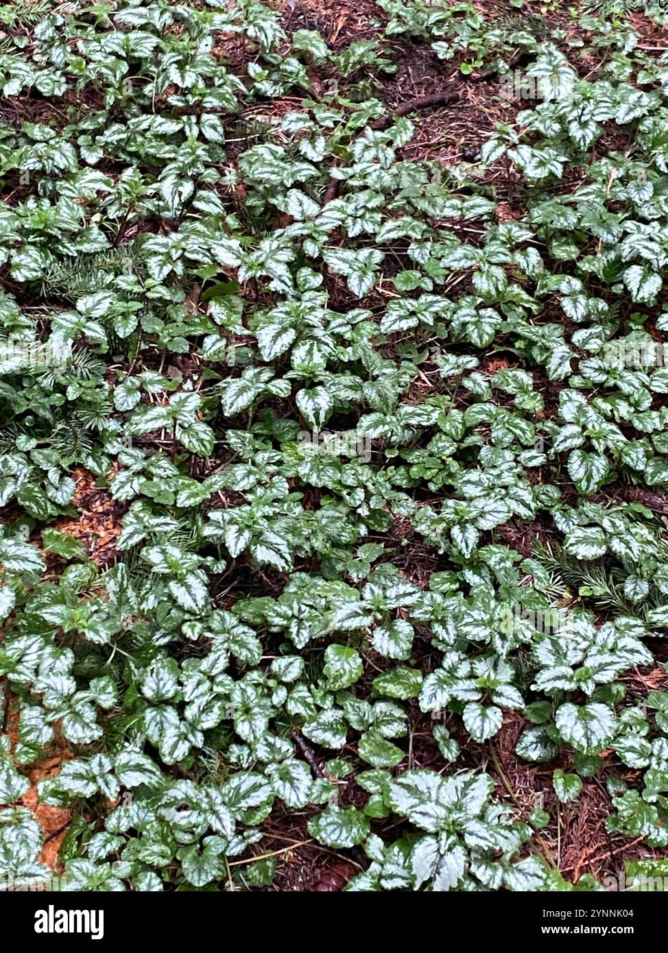 Variegated Yellow Archangel (Lamium galeobdolon argentatum Stock Photo ...