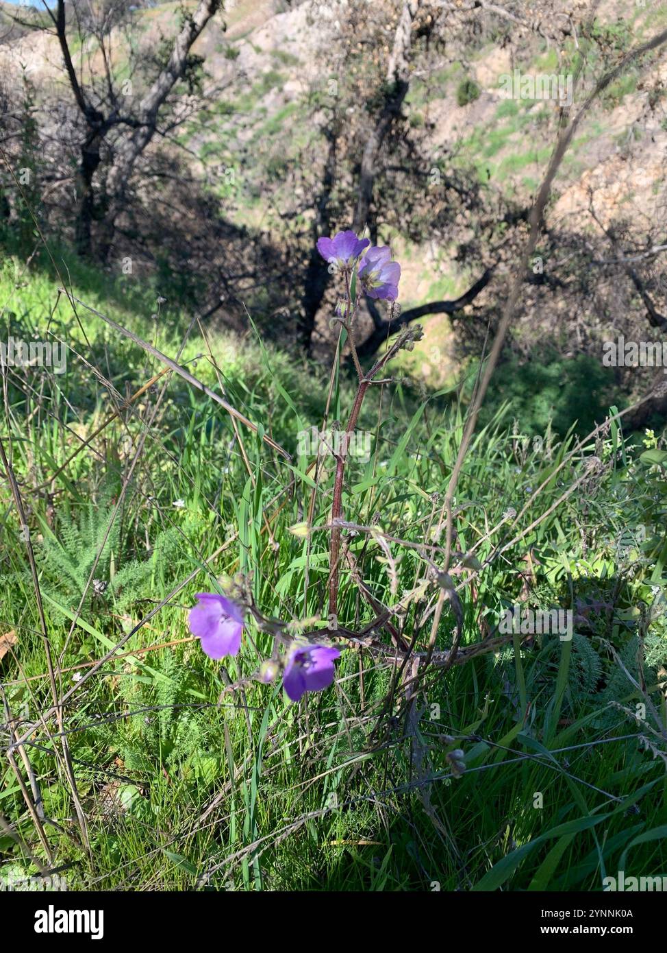 Fiesta Flower (Pholistoma auritum Stock Photo - Alamy