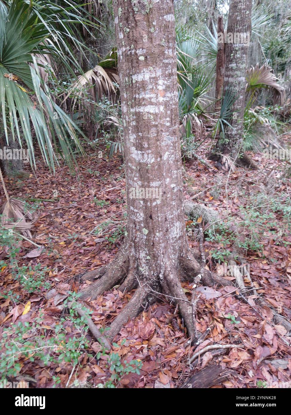 swamp laurel oak (Quercus laurifolia Stock Photo - Alamy