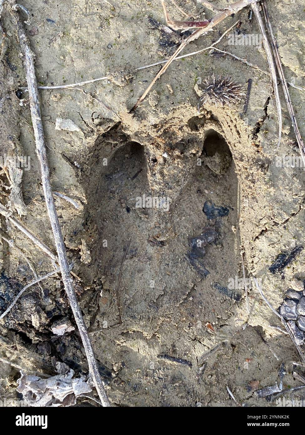 Eurasian Wild Pig (Sus scrofa Stock Photo - Alamy