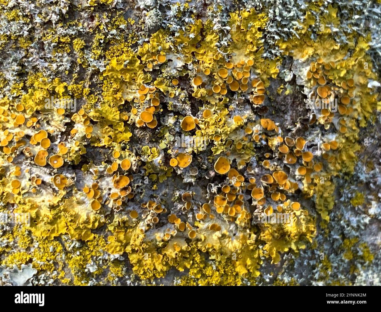 Common Sunburst Lichen (Xanthoria parietina Stock Photo - Alamy