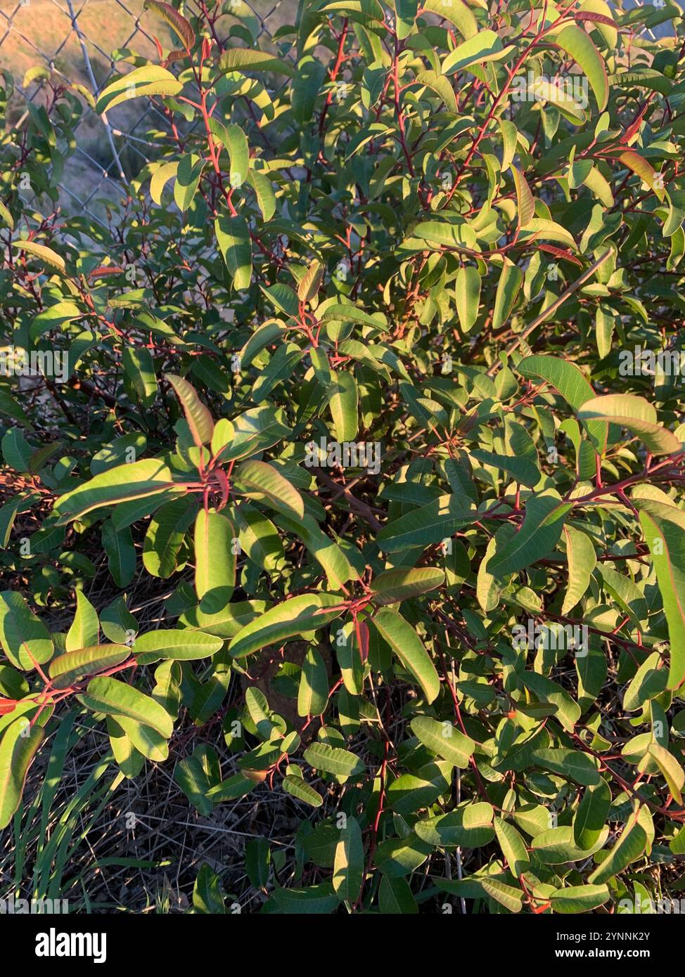 laurel sumac (Malosma laurina Stock Photo - Alamy