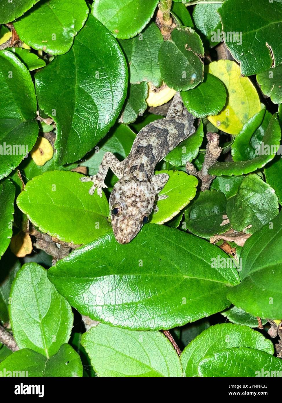 Tropical House Gecko (Hemidactylus mabouia Stock Photo - Alamy